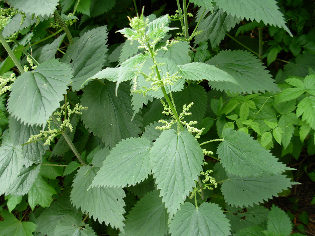 Brennnessel (Urtica dioica)