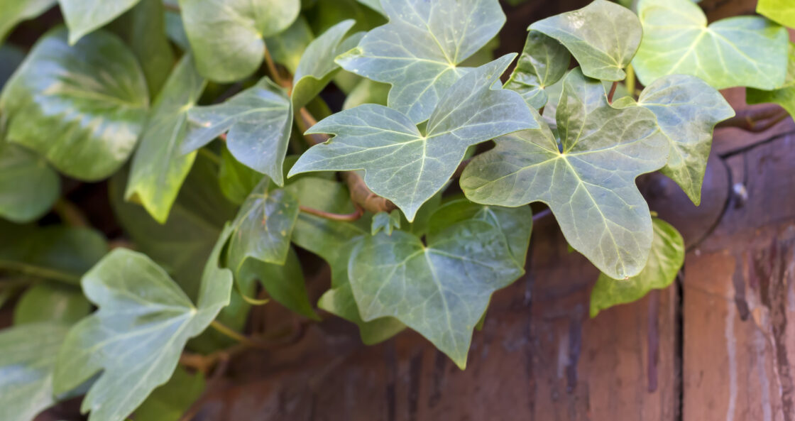 Efeu - Hauptanwendung und Wirkung