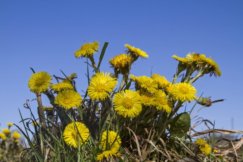 Huflattich - Kostbare Natur