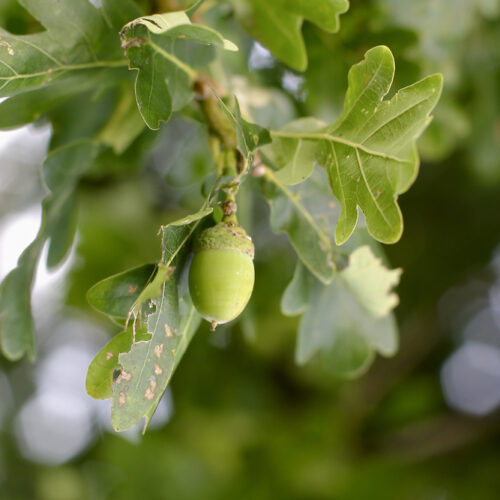 Eiche - Kostbare Natur