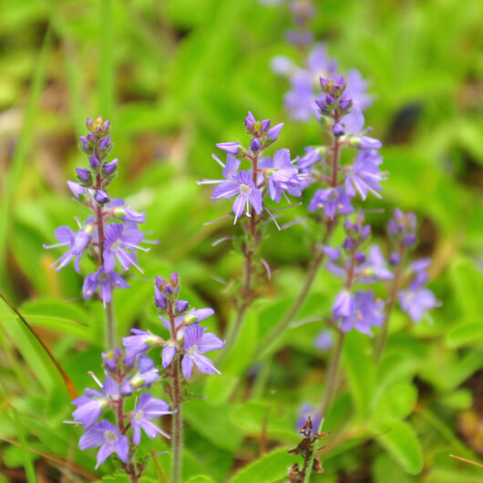 Echter Ehrenpreis - Kostbare Natur