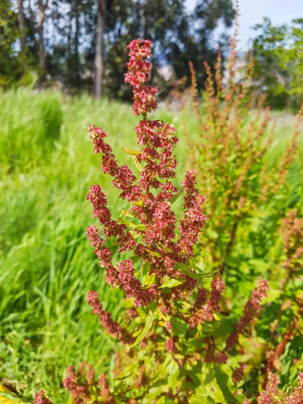 Sauerampfer - Kostbare Natur