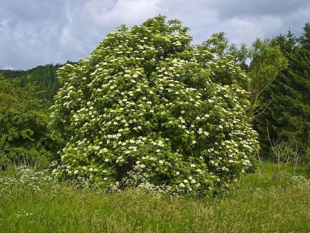 Holunder - so nutzt du seine Blüten und Beeren - Kostbare Natur