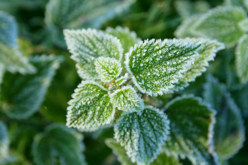 Diese 13 Wildkräuter kannst du auch im Winter sammeln - Kostbare Natur