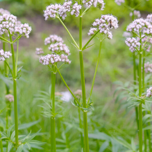 Baldrian - Kostbare Natur