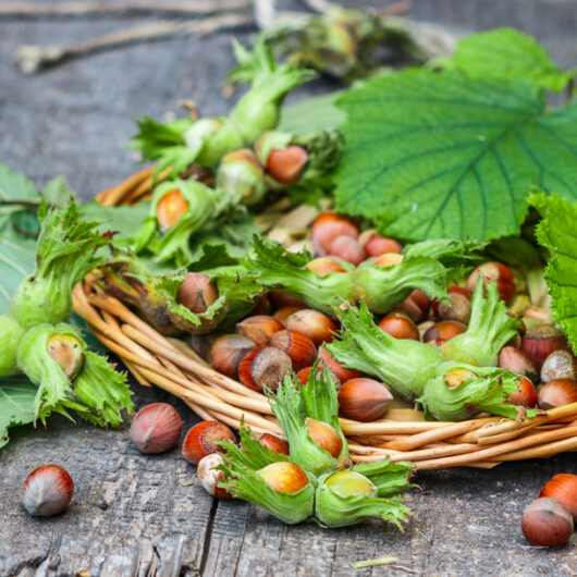 Haselnuss / Haselstrauch - Kostbare Natur