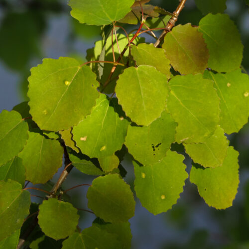 Espe (Zitterpappel) - Kostbare Natur