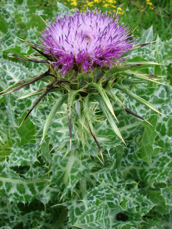 Mariendistel - Kostbare Natur