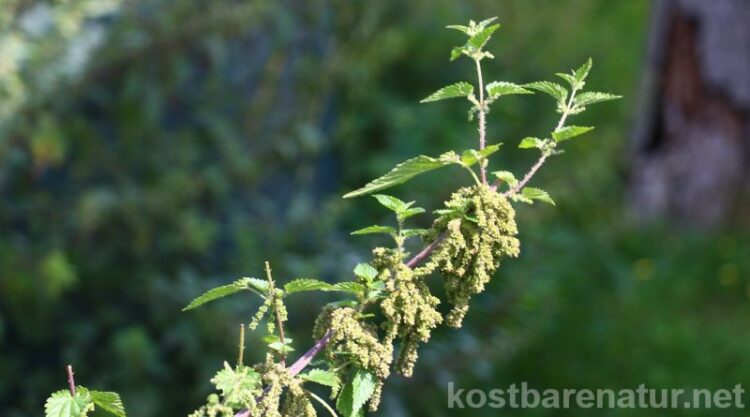 Gesunde Brennnesselsamen ernten und anwenden - Kostbare Natur