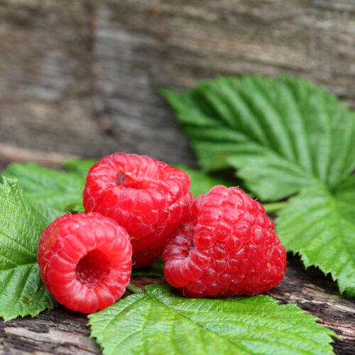 Himbeere - Kostbare Natur