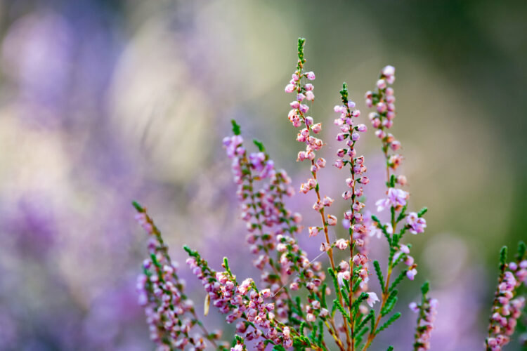 Heidekraut - Kostbare Natur