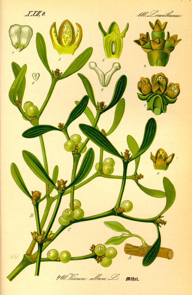Mistel - kostbare Natur