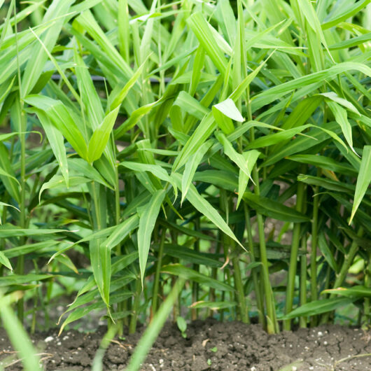 Ingwer - Kostbare Natur