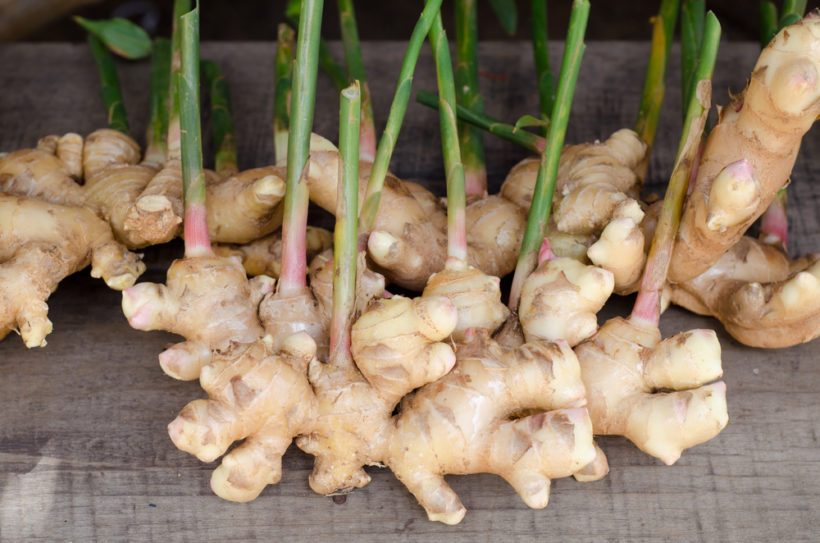 Ingwer - Kostbare Natur