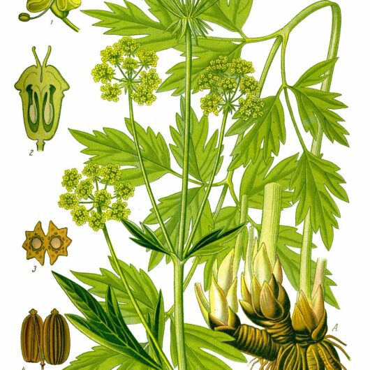 Liebstöckel (Maggikraut) - Kostbare Natur