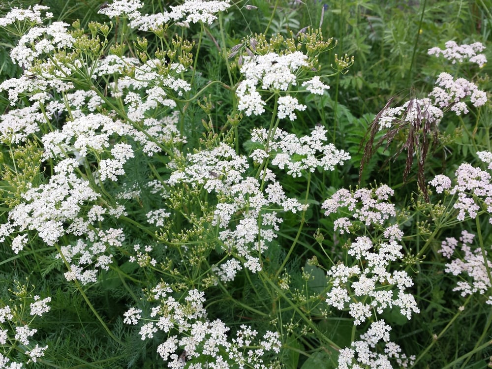 Kümmel - Kostbare Natur