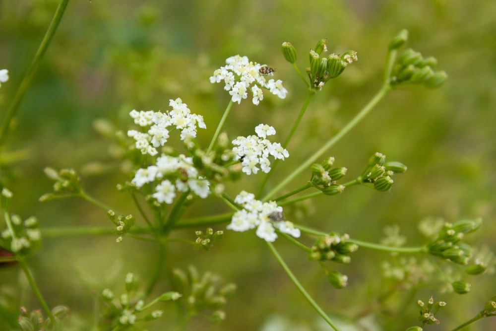 Kümmel - Kostbare Natur