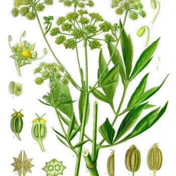 Liebstöckel (Maggikraut) - Kostbare Natur