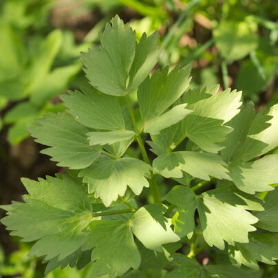 Liebstöckel (Maggikraut) - Kostbare Natur