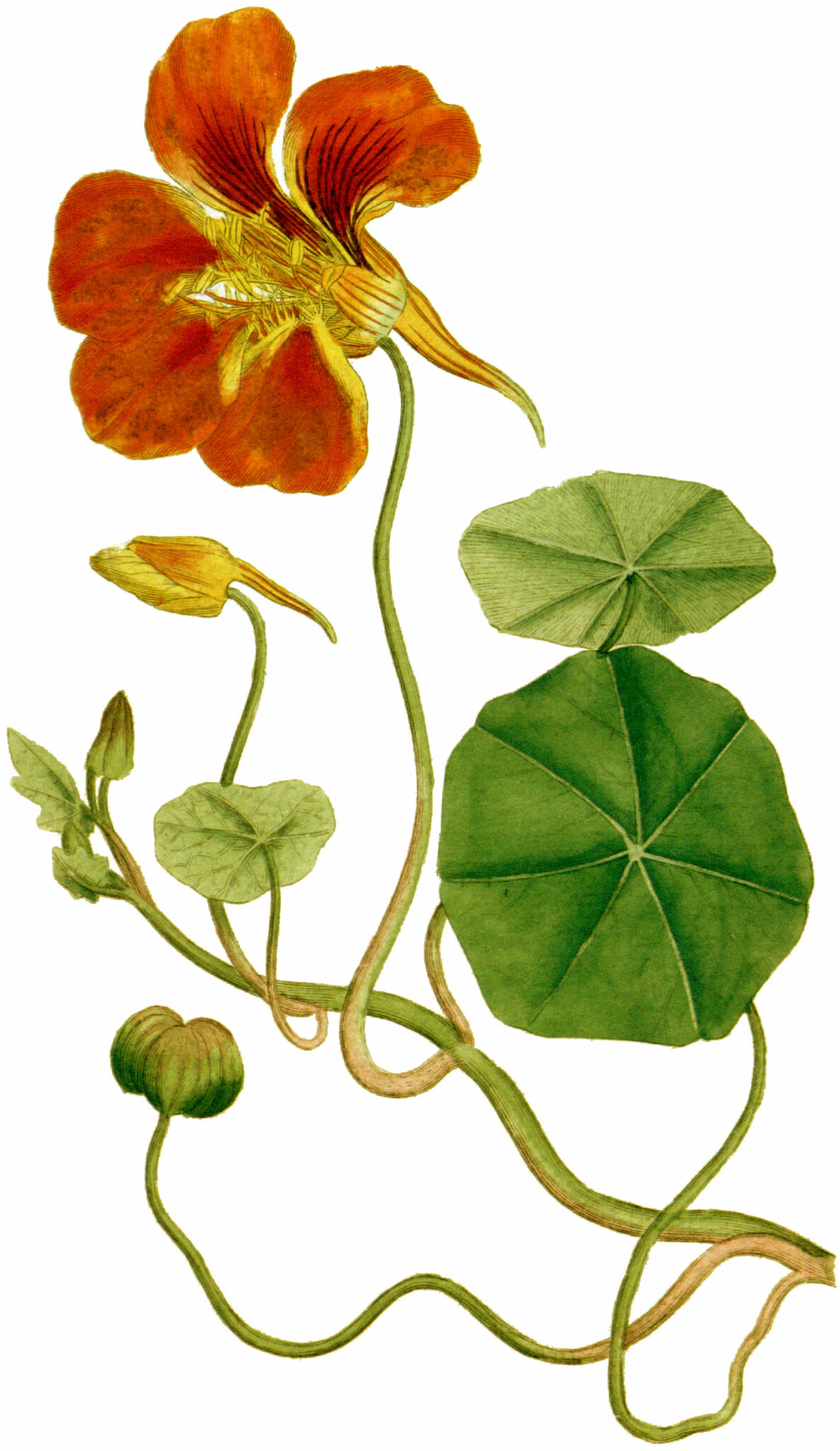 Kapuzinerkresse – Wirkung, Rezepte & Anbau