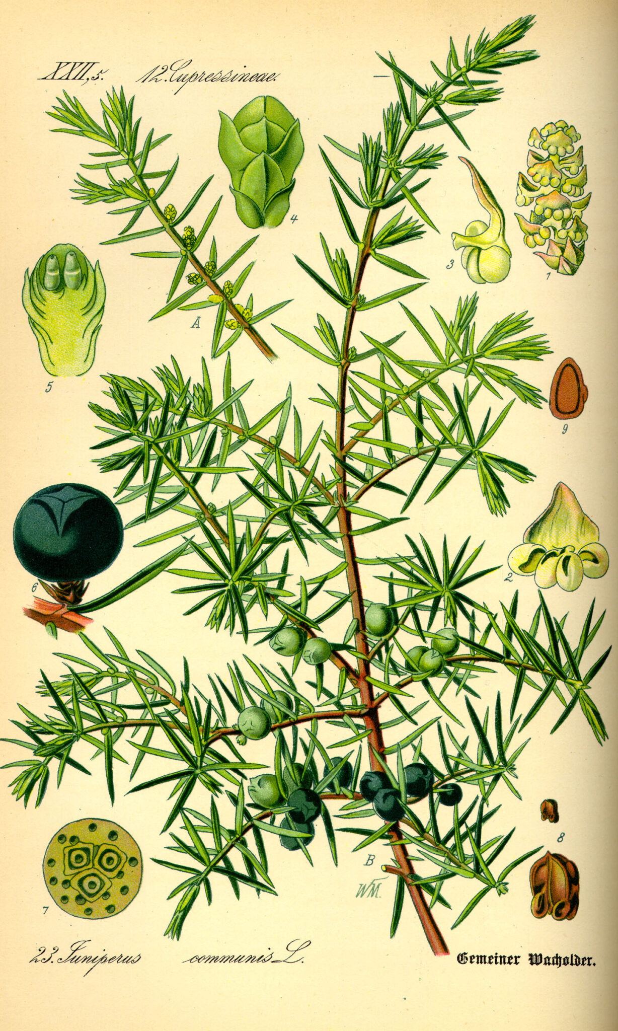 Wacholder - Kostbare Natur