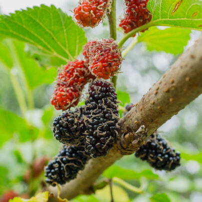 Maulbeere - Kostbare Natur