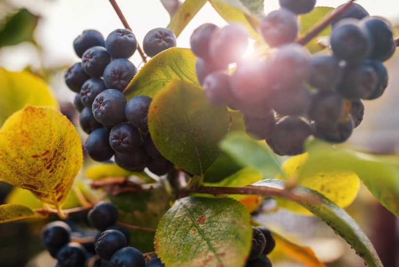 Schwarze Apfelbeere - Aronia - Kostbare Natur