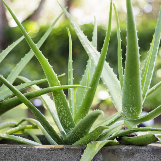 Aloe vera - Kostbare Natur