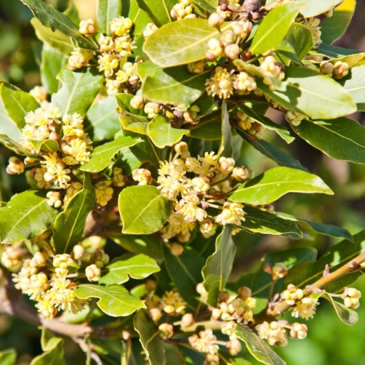 Lorbeer - Kostbare Natur