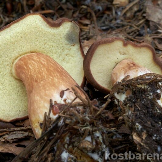 Maronen-Röhrling - Kostbare Natur