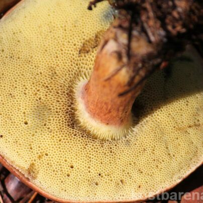 Maronen-Röhrling - Kostbare Natur