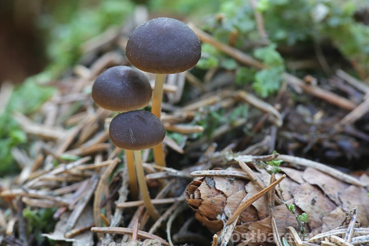 Pilzsaison: Wann welche Pilze sammeln? - Kostbare Natur