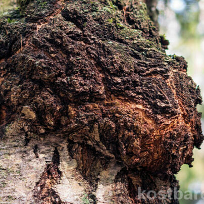 Chaga - Kostbare Natur