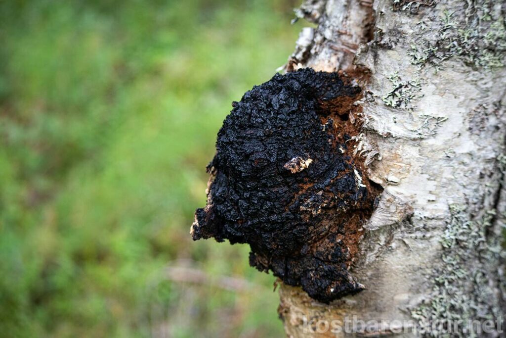 Chaga - Kostbare Natur