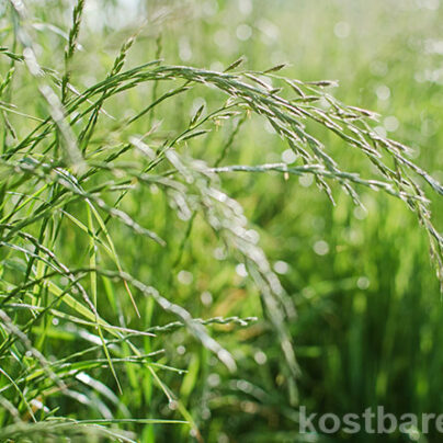 Quecke - Kostbare Natur