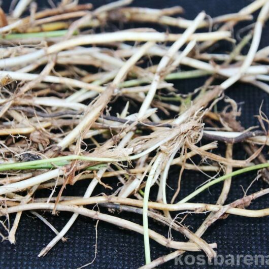 Quecke - Kostbare Natur