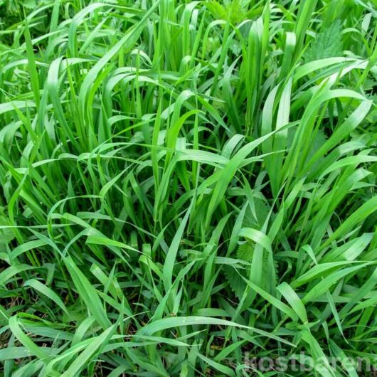 Quecke - Kostbare Natur