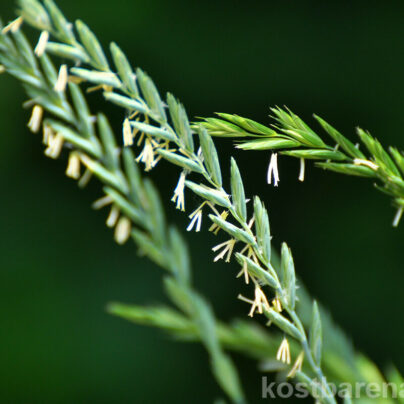 Quecke - Kostbare Natur