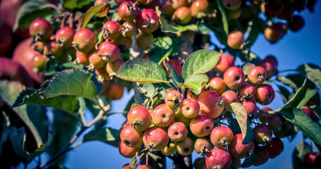 Holzapfel - Anwendung, Tipps und Wirkung - Kostbare Natur